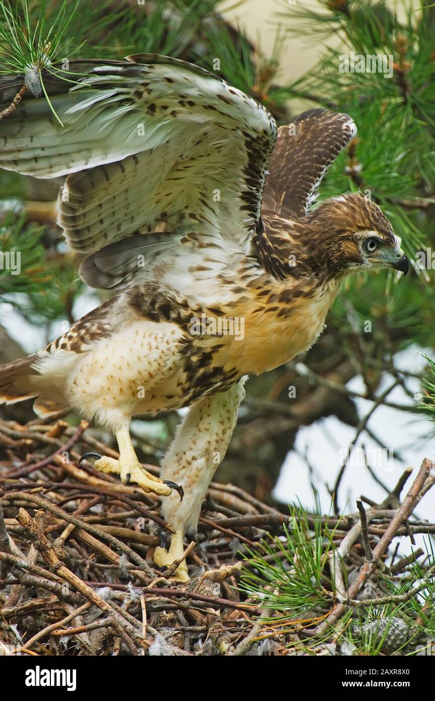 Young hawks hi-res stock photography and images - Alamy