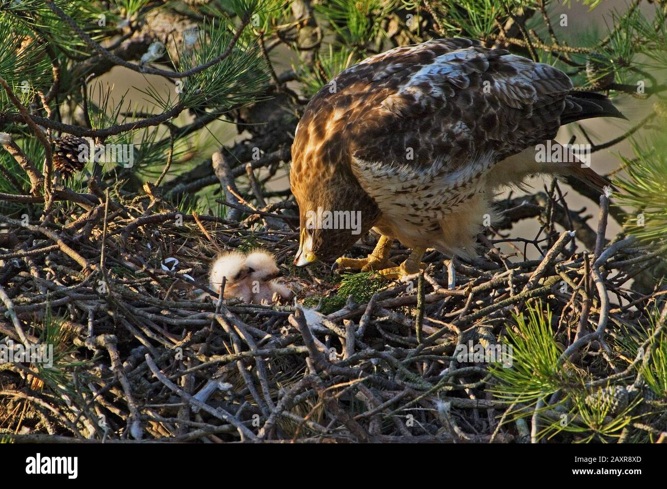 red-tailed hawk nesting with baby chicks Stock Photo - Alamy