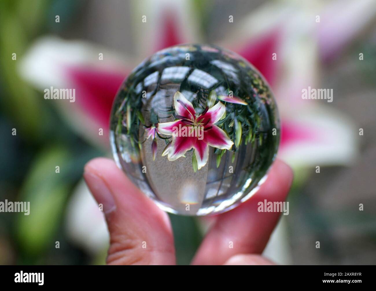Ball lily hi-res stock photography and images - Alamy