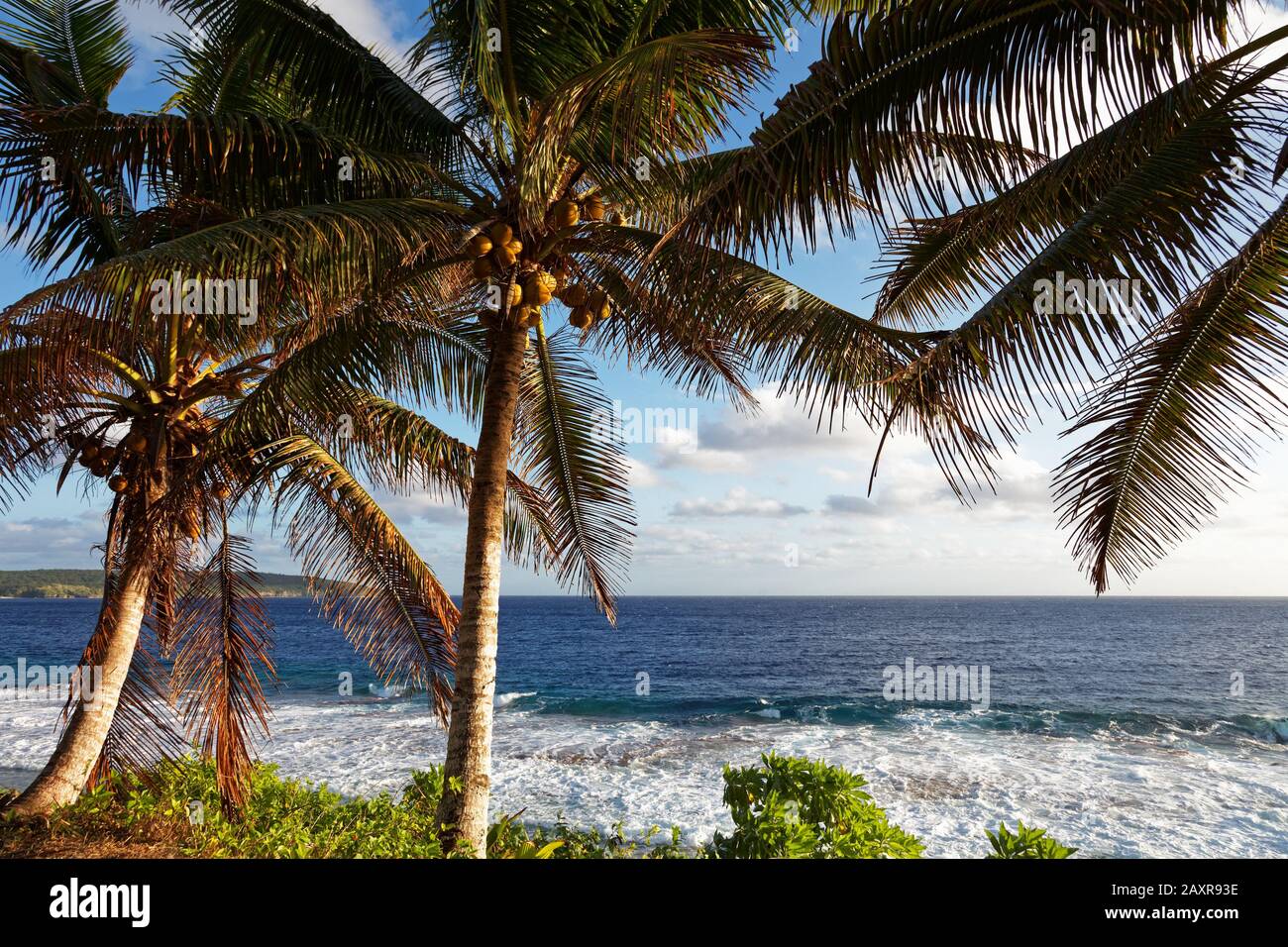 Coconut palms lit up as the sun sets on the south Pacific tropical ...