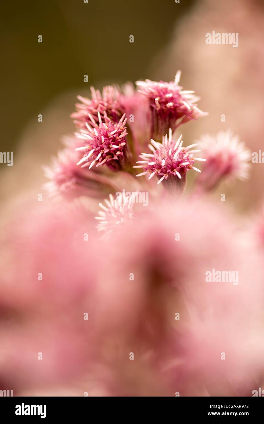 Flowers of the common butterbur (Petasites hybridus Stock Photo - Alamy