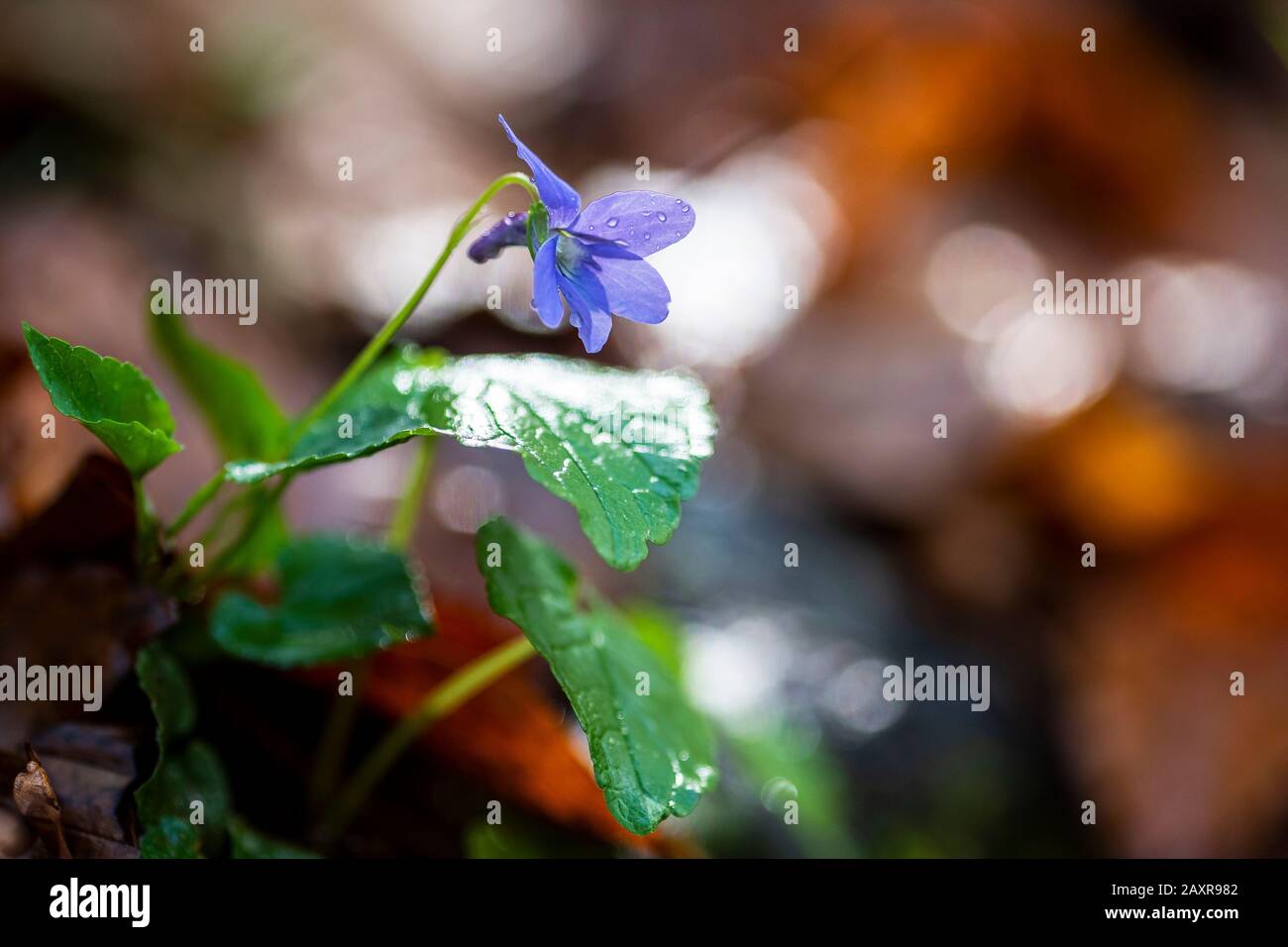 Fragrance Violet (Viola odorata Stock Photo - Alamy
