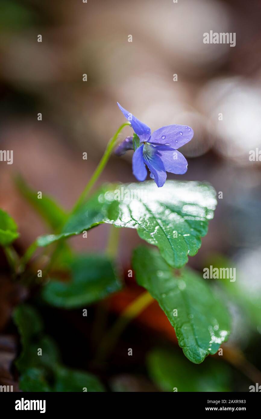 Fragrance Violet (Viola odorata Stock Photo - Alamy
