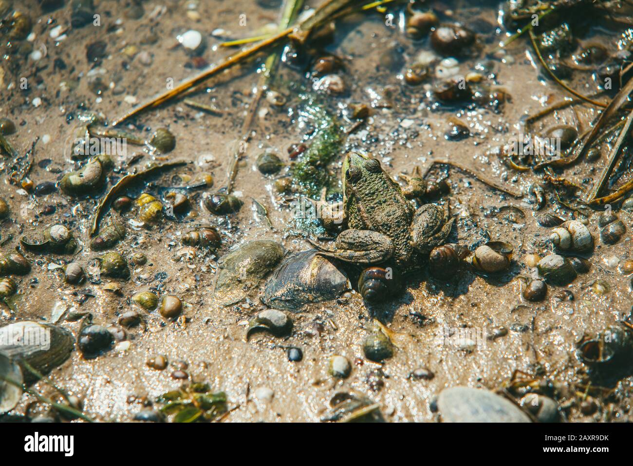 Top view of a frog sitting on a sandy wet beach strewn with shells ...