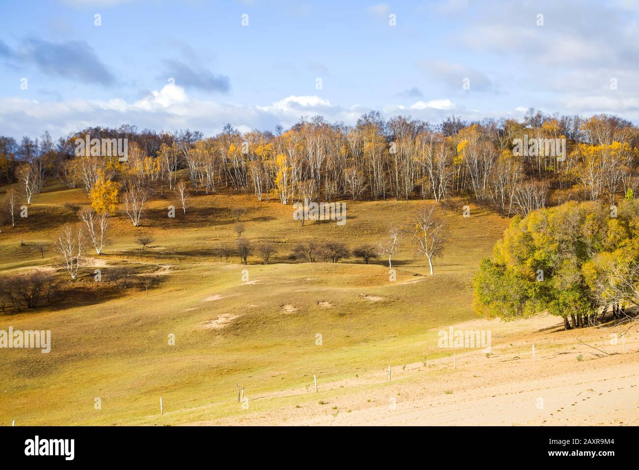 In autumn, trees on the hillside Stock Photo - Alamy