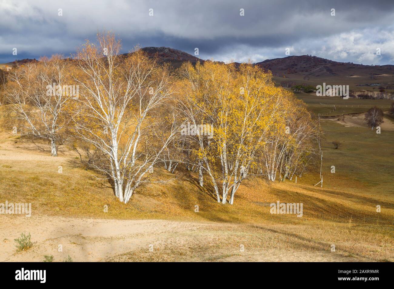 In autumn, trees on the hillside Stock Photo - Alamy