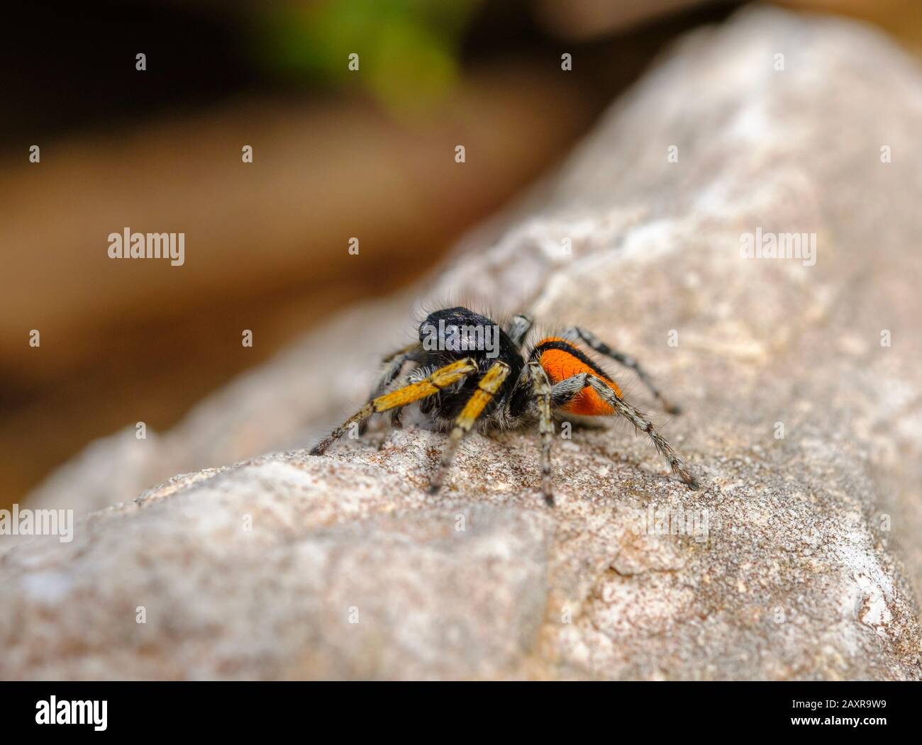 red-bellied jumping spider (Philaeus chrysops), male, Albanian Alps ...