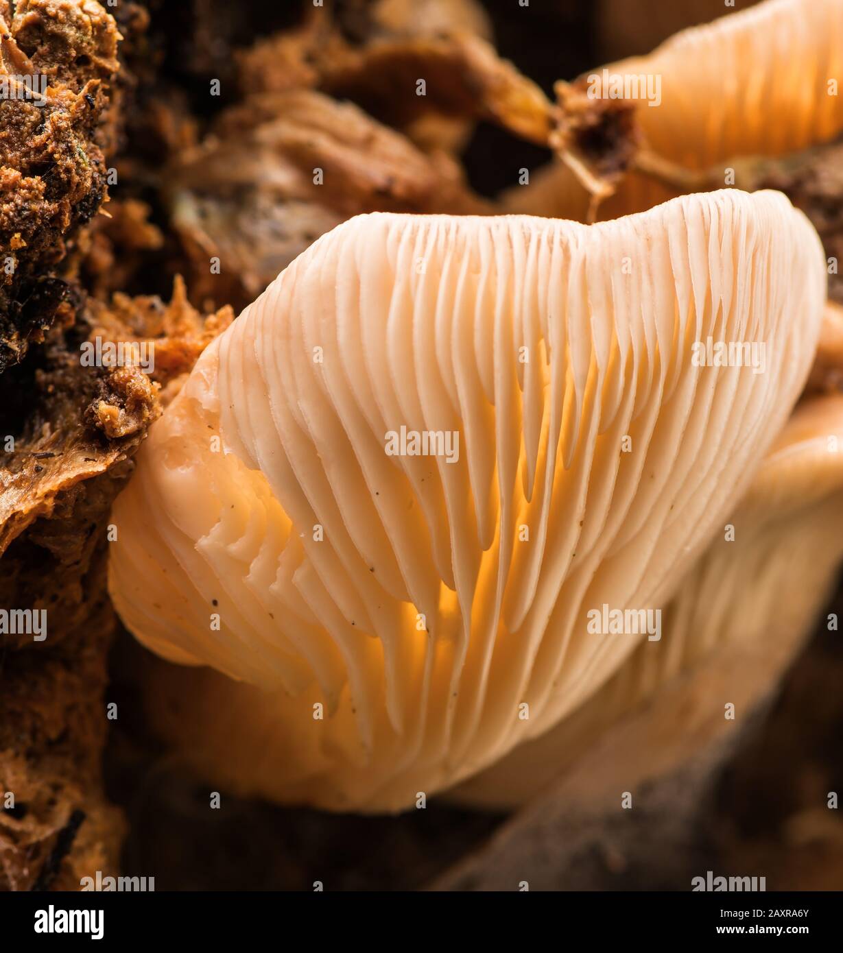 California Fungi Mushroom Macro on brown background at Sugarloaf State ...