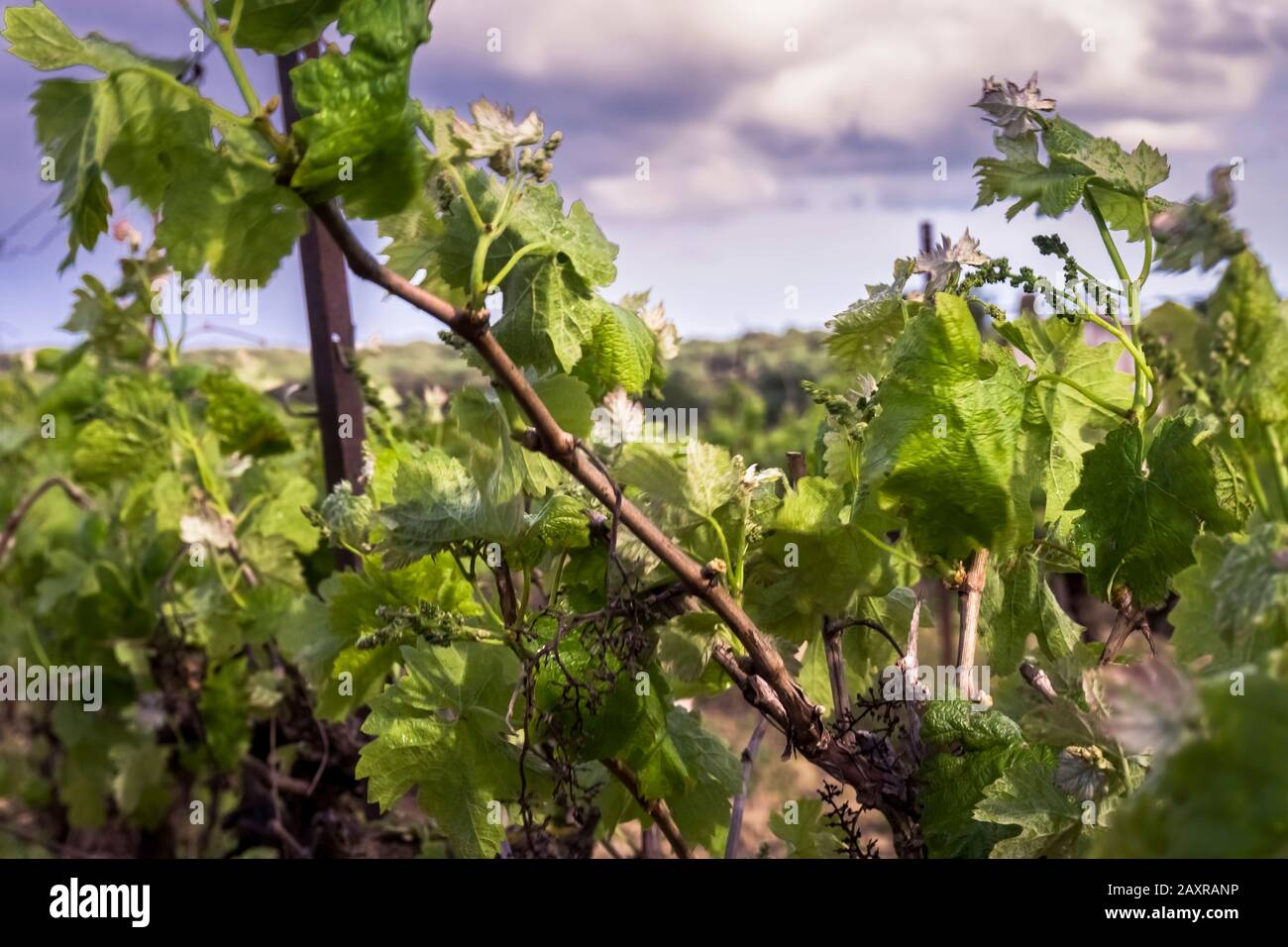 Young grapevine in spring at Coursan Stock Photo - Alamy