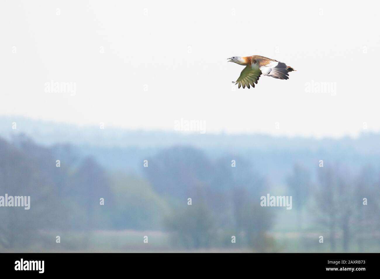 Great Bustard, Otis tarda, male, single, flying Stock Photo - Alamy