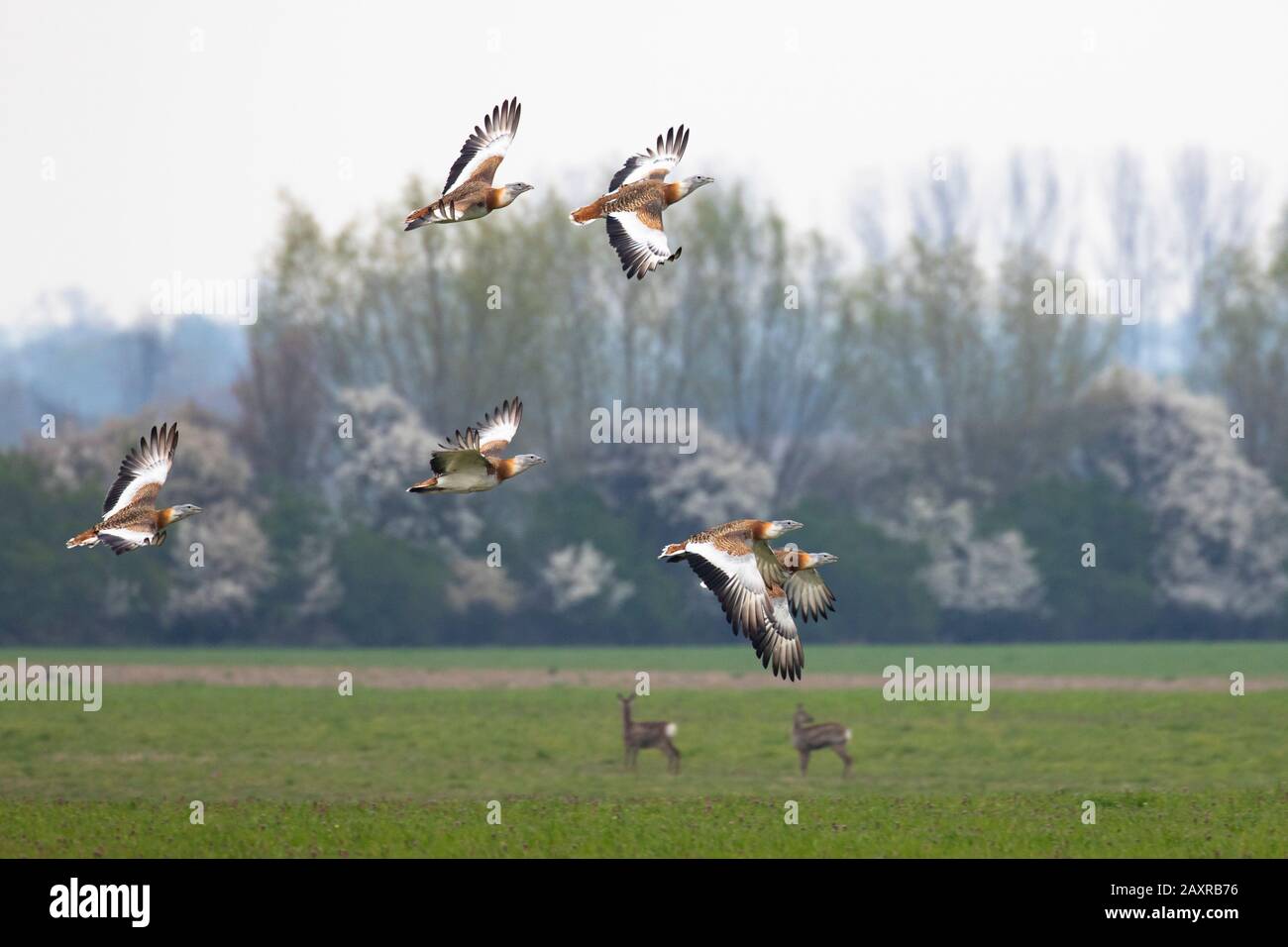 Great Bustard, Otis tarda, group, in flight, flying Stock Photo - Alamy