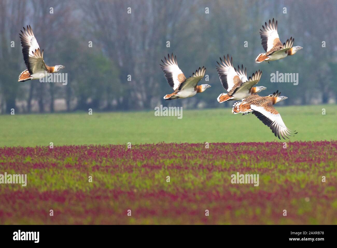 Great Bustard, Otis tarda, group, in flight, flying Stock Photo - Alamy