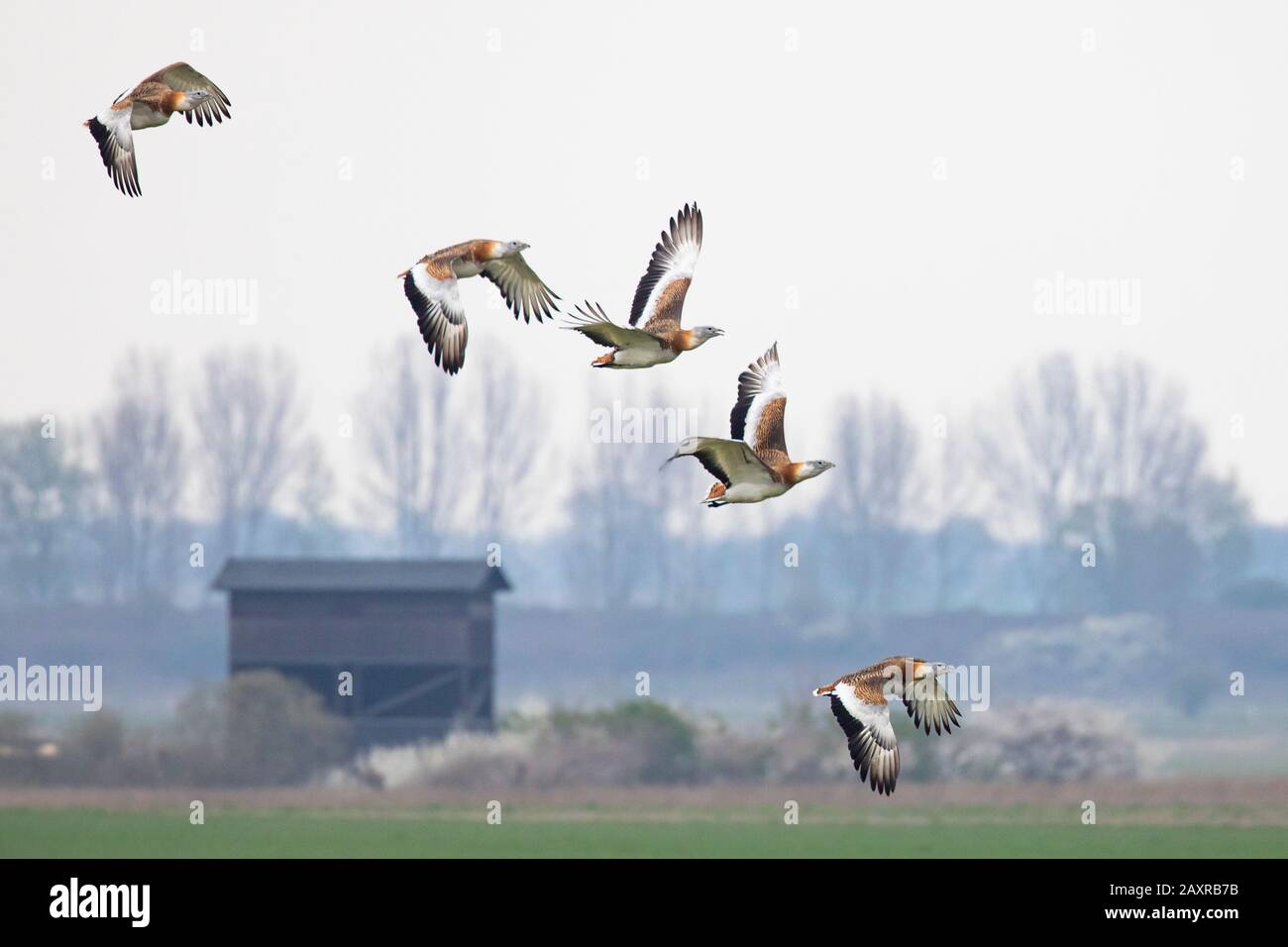 Great Bustard, Otis tarda, group, in flight, flying Stock Photo - Alamy