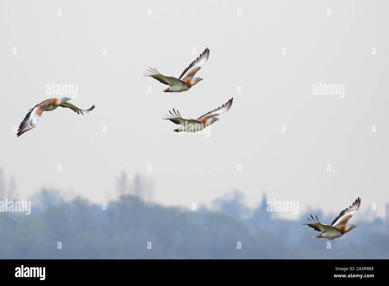 Great Bustard, Otis tarda, group, in flight, flying Stock Photo - Alamy
