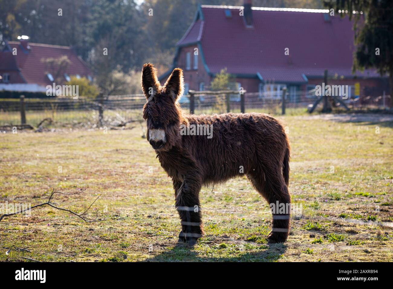 Donkeys, Poitou donkey, foals, single Stock Photo - Alamy