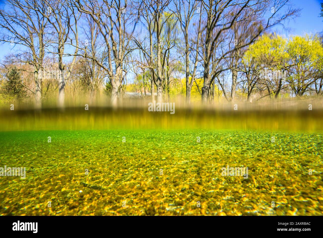 Lake, shore, spring, split picture, underwater Stock Photo - Alamy