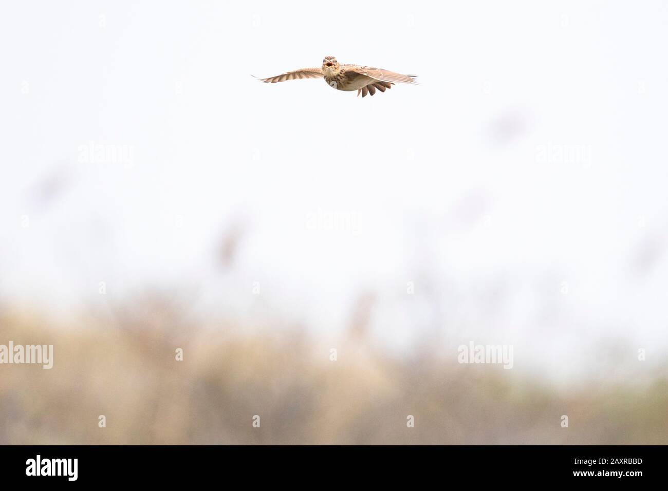 Skylark flying hi-res stock photography and images - Alamy