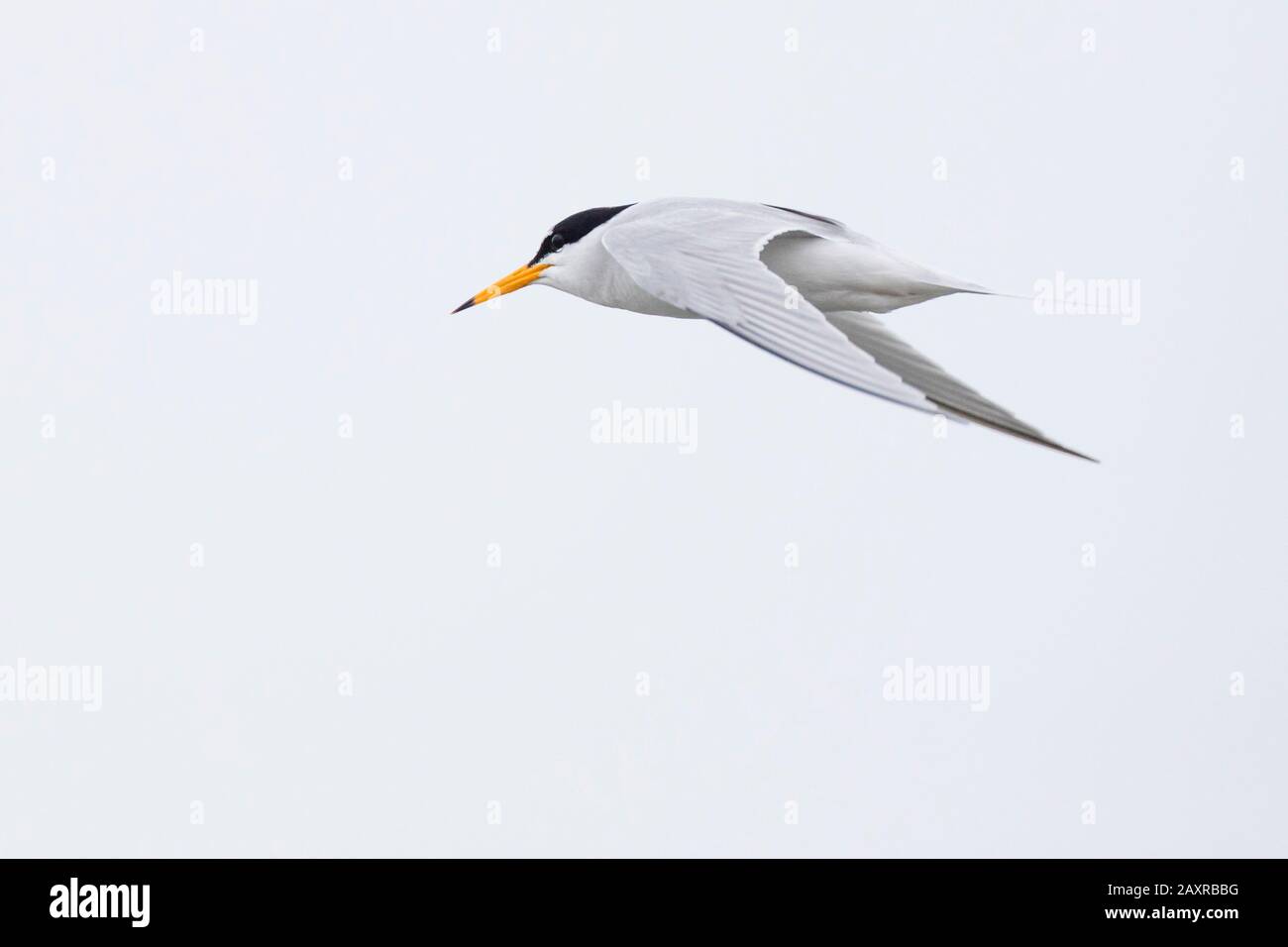 Little Tern, Sternula albifrons, flying Stock Photo - Alamy