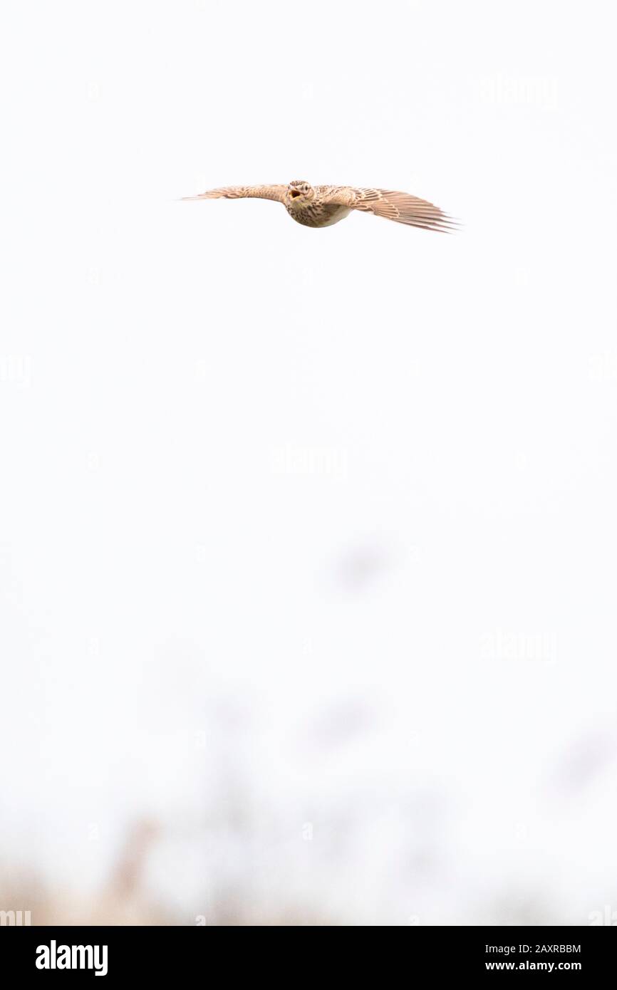 Skylark flying hi-res stock photography and images - Alamy