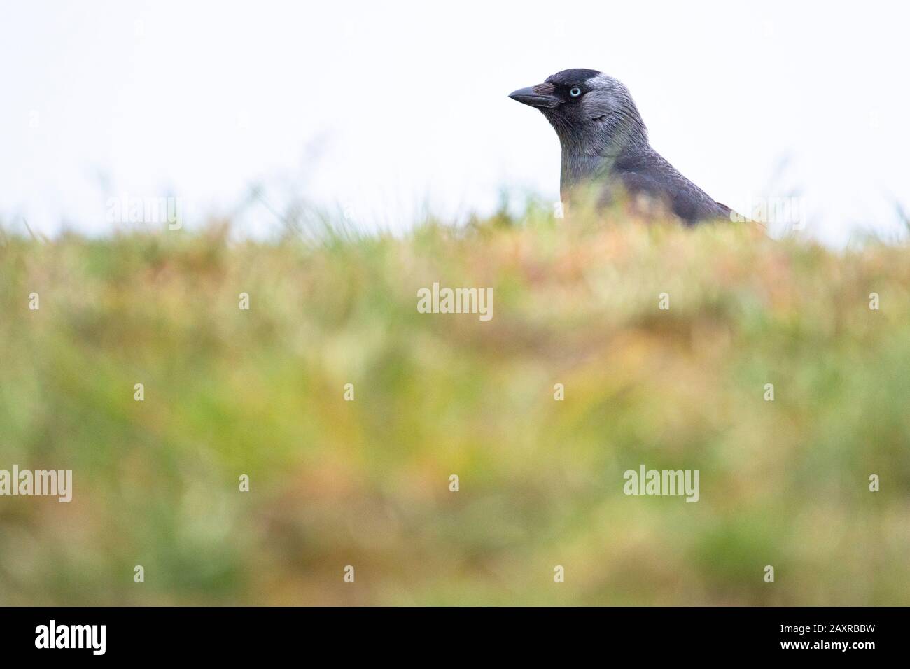 Jackdaw, Coloeus monedula Stock Photo - Alamy