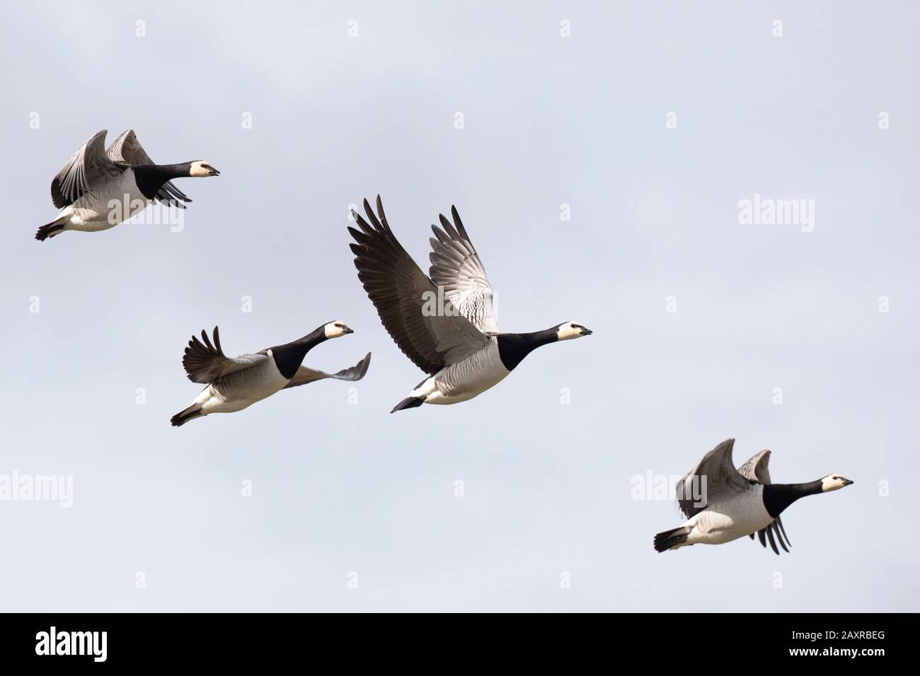 Barnacle goose, Barnacle goose, Branta leucopsis, several, fly Stock ...