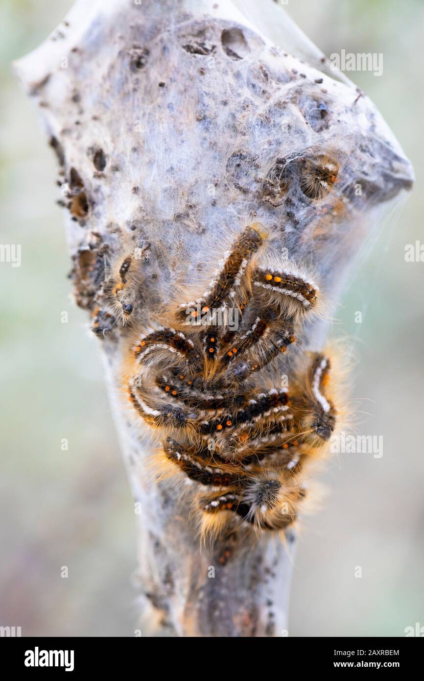 brown-tail moth caterpillars, Euproctis chrysorrhoea, spun web Stock ...