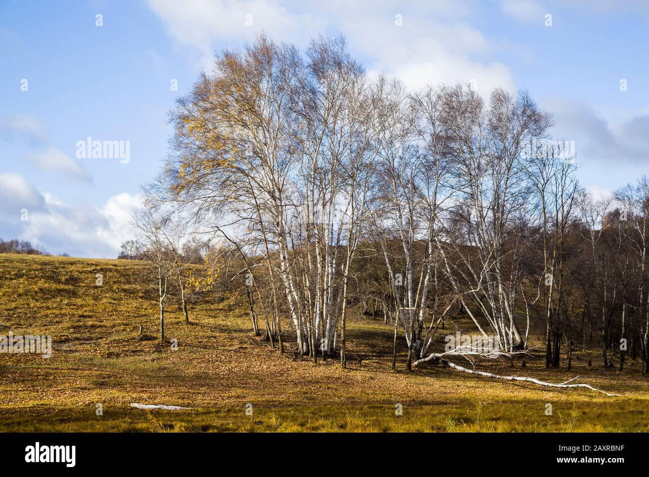 In autumn, trees on the hillside Stock Photo - Alamy