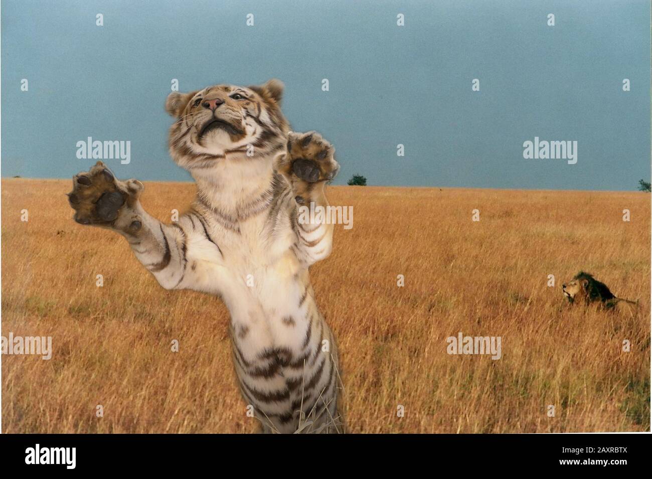 Leaping tiger illustration hi-res stock photography and images - Alamy