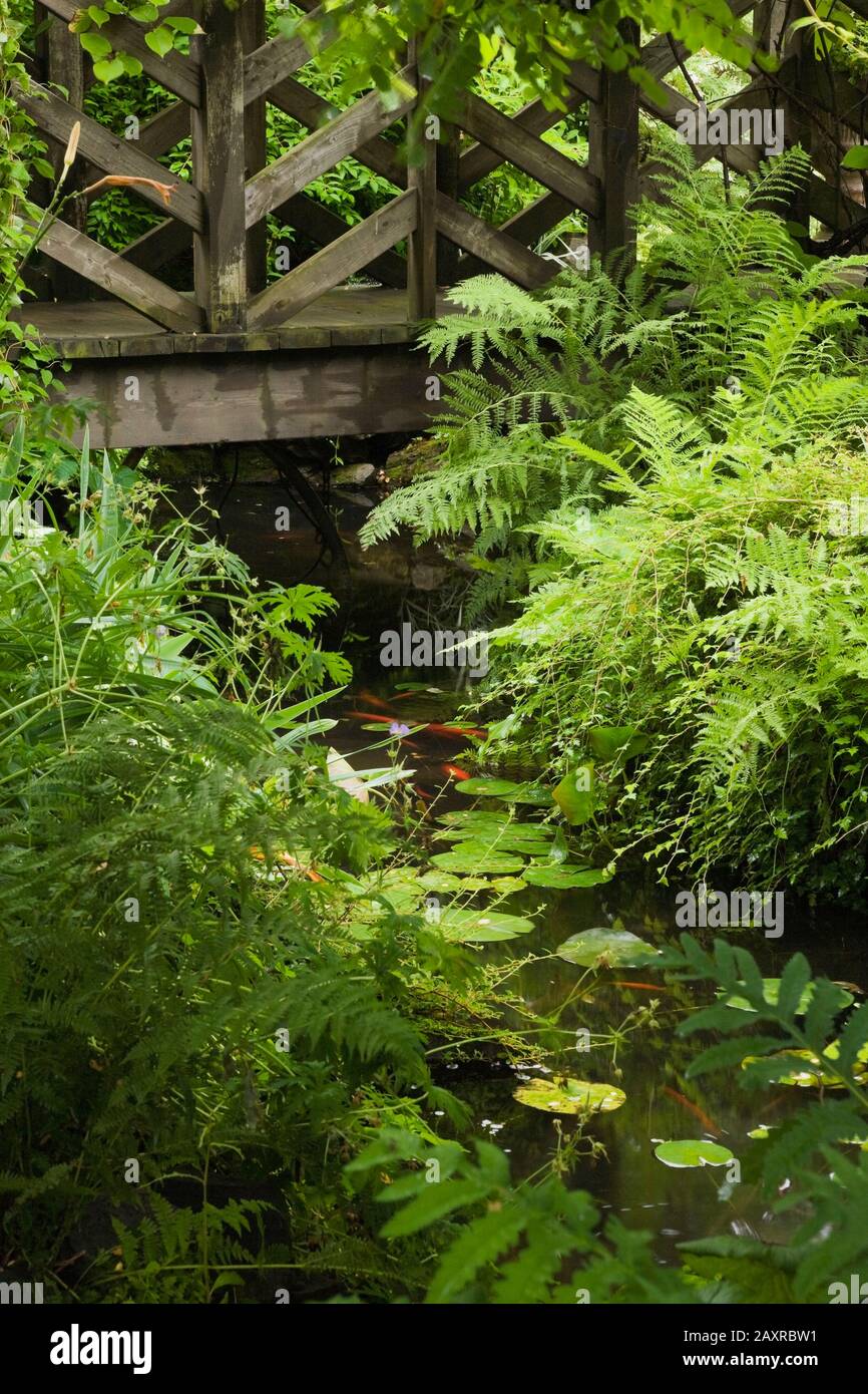 Wooden footbridge over pond with Nympahea - Water Lily Pads, Carassius ...