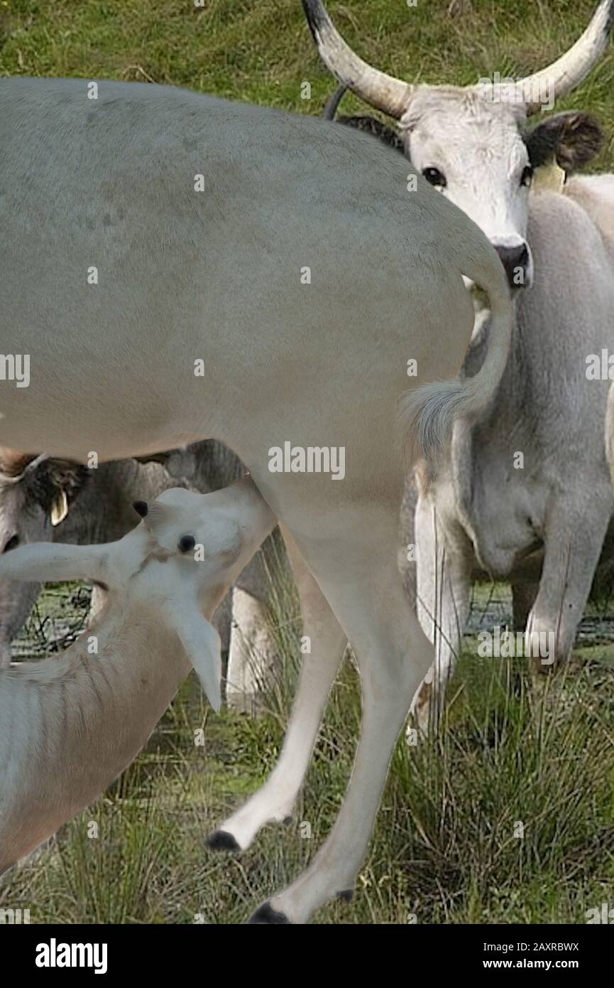 Female Scimitar horned Oryx nursing young calf with white cattle in ...