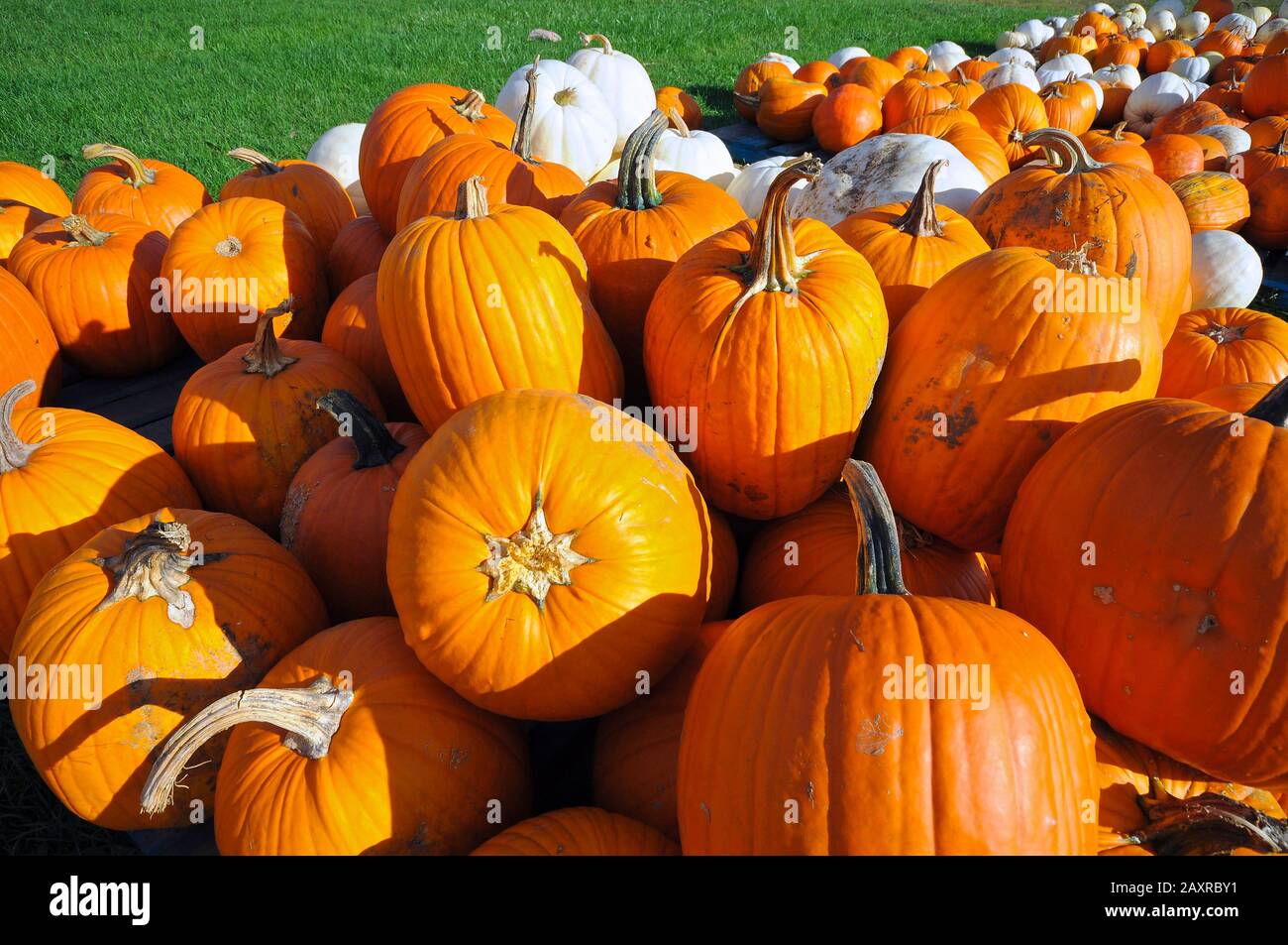 Pumpkins sale fall festival hi-res stock photography and images - Alamy
