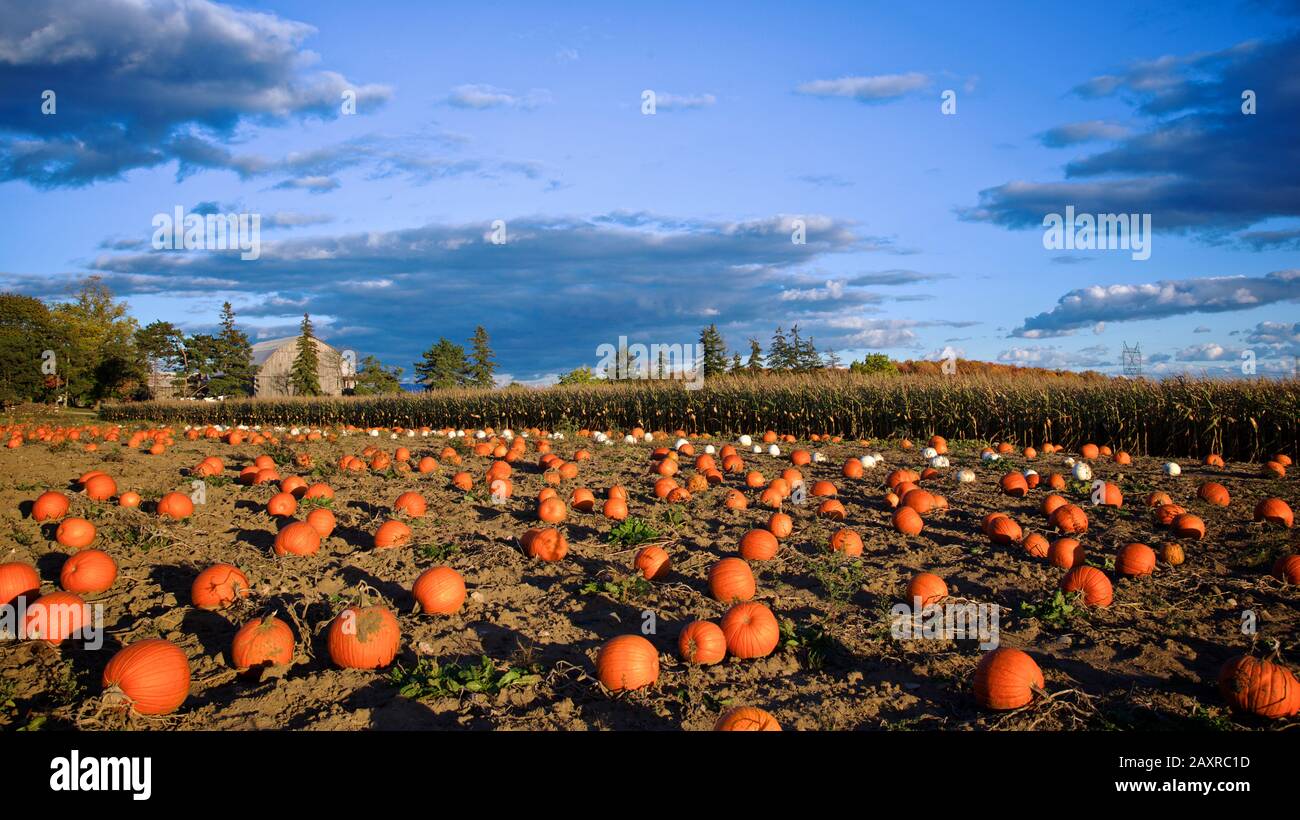 Pumpkin field hi-res stock photography and images - Alamy