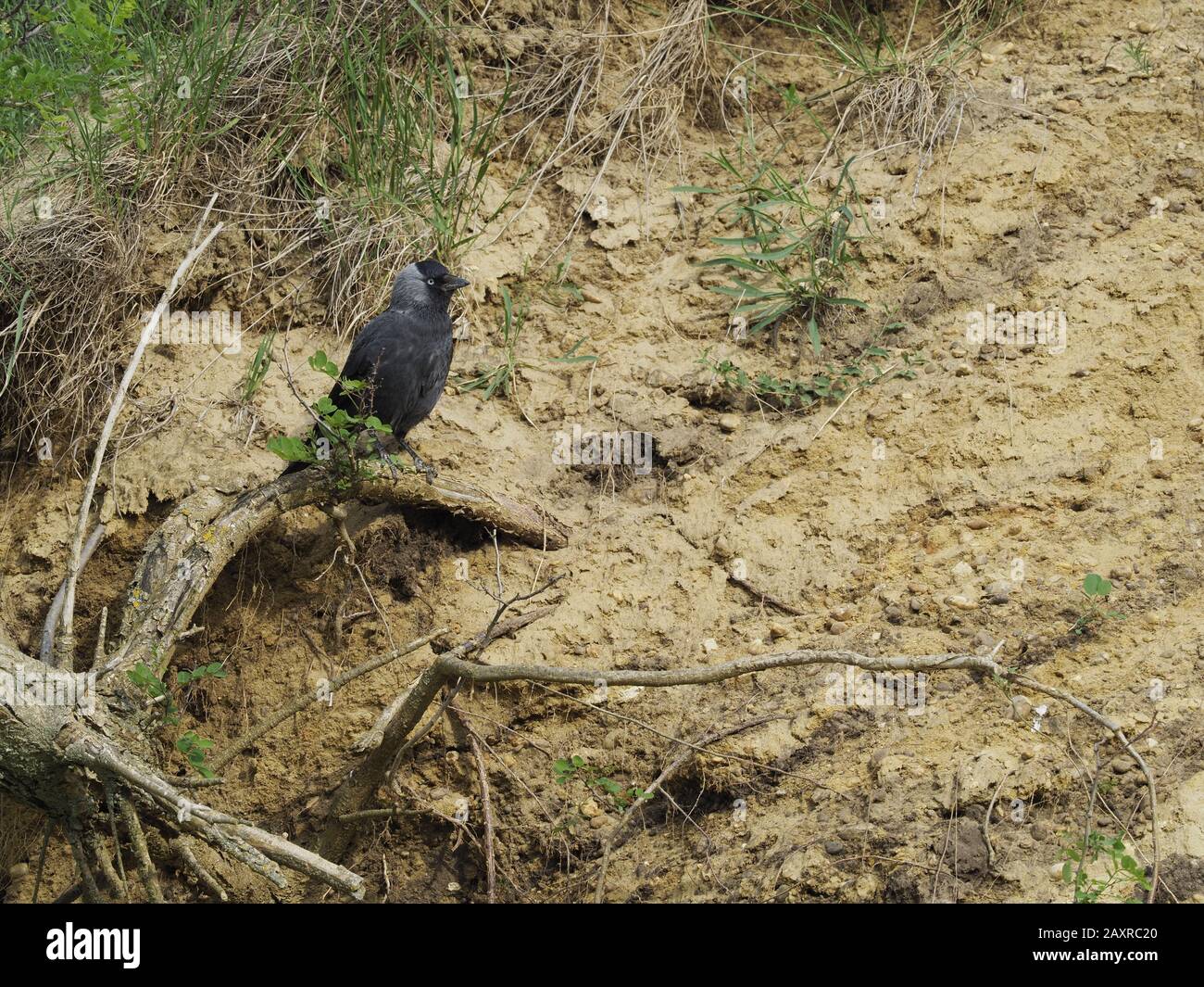 Jackdaw, Coloeus monedula, songbird, ravens, corvidae, coloeus, crows ...