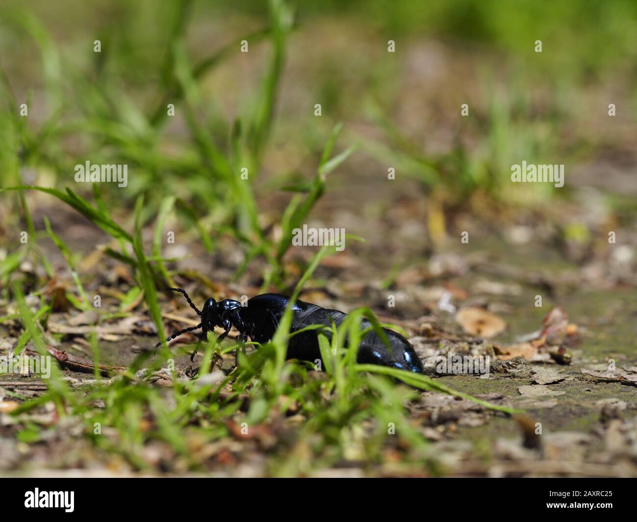 Black mold beetle hi-res stock photography and images - Alamy