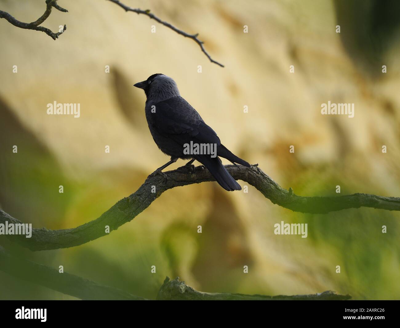 Jackdaw nature hi-res stock photography and images - Alamy