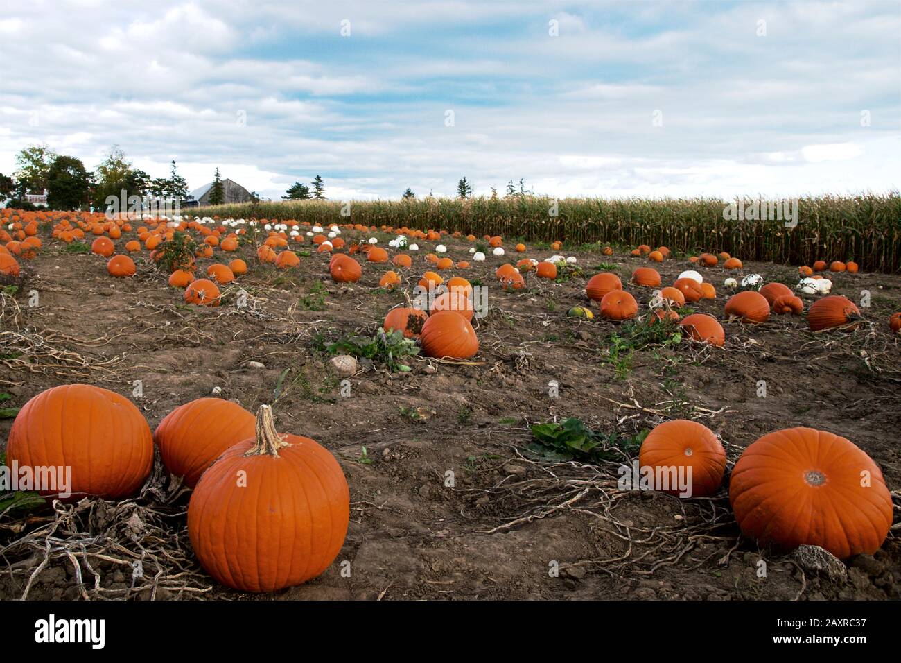 Pumpkins in field sunset hi-res stock photography and images - Alamy