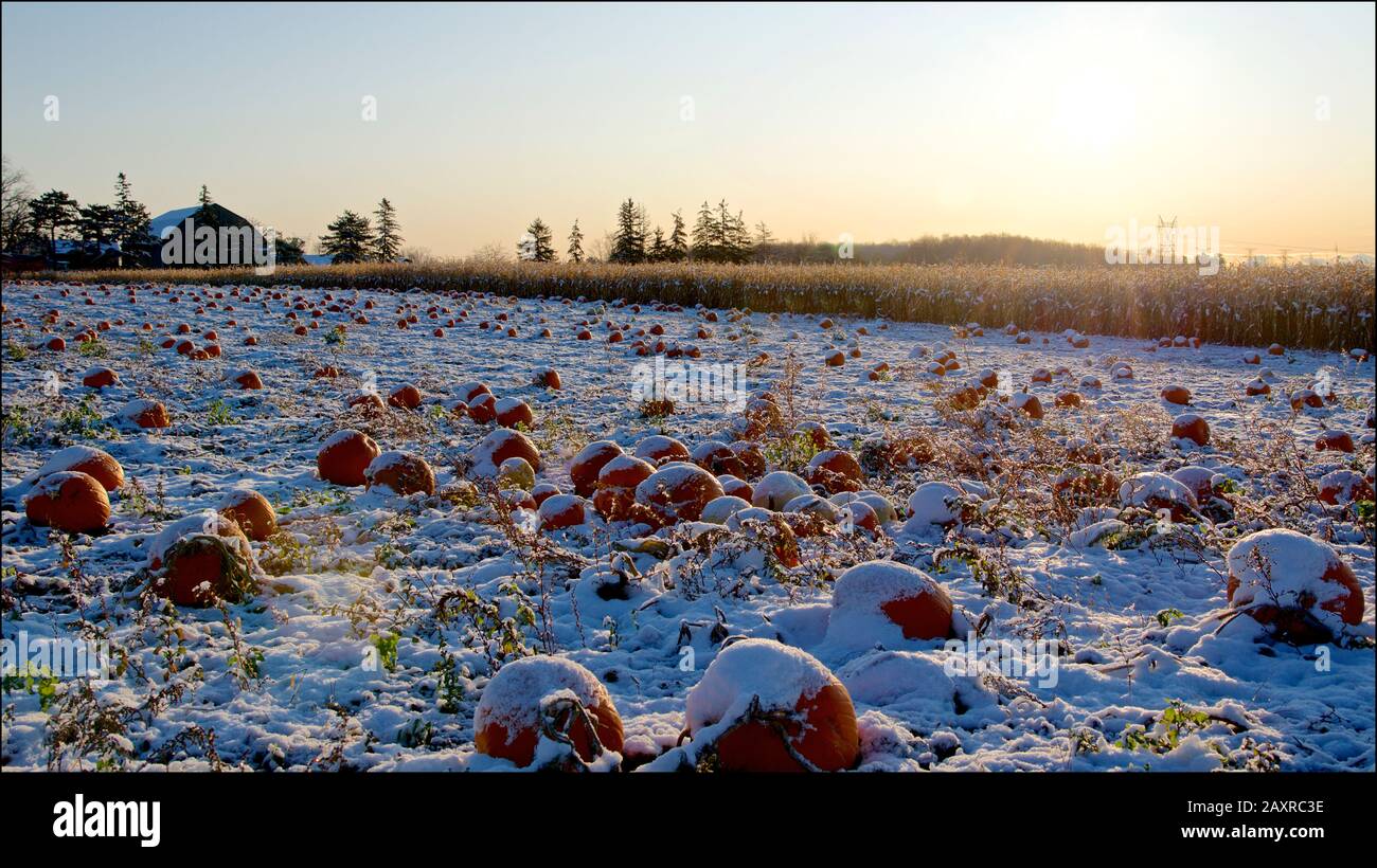 Field, light snow hi-res stock photography and images - Alamy