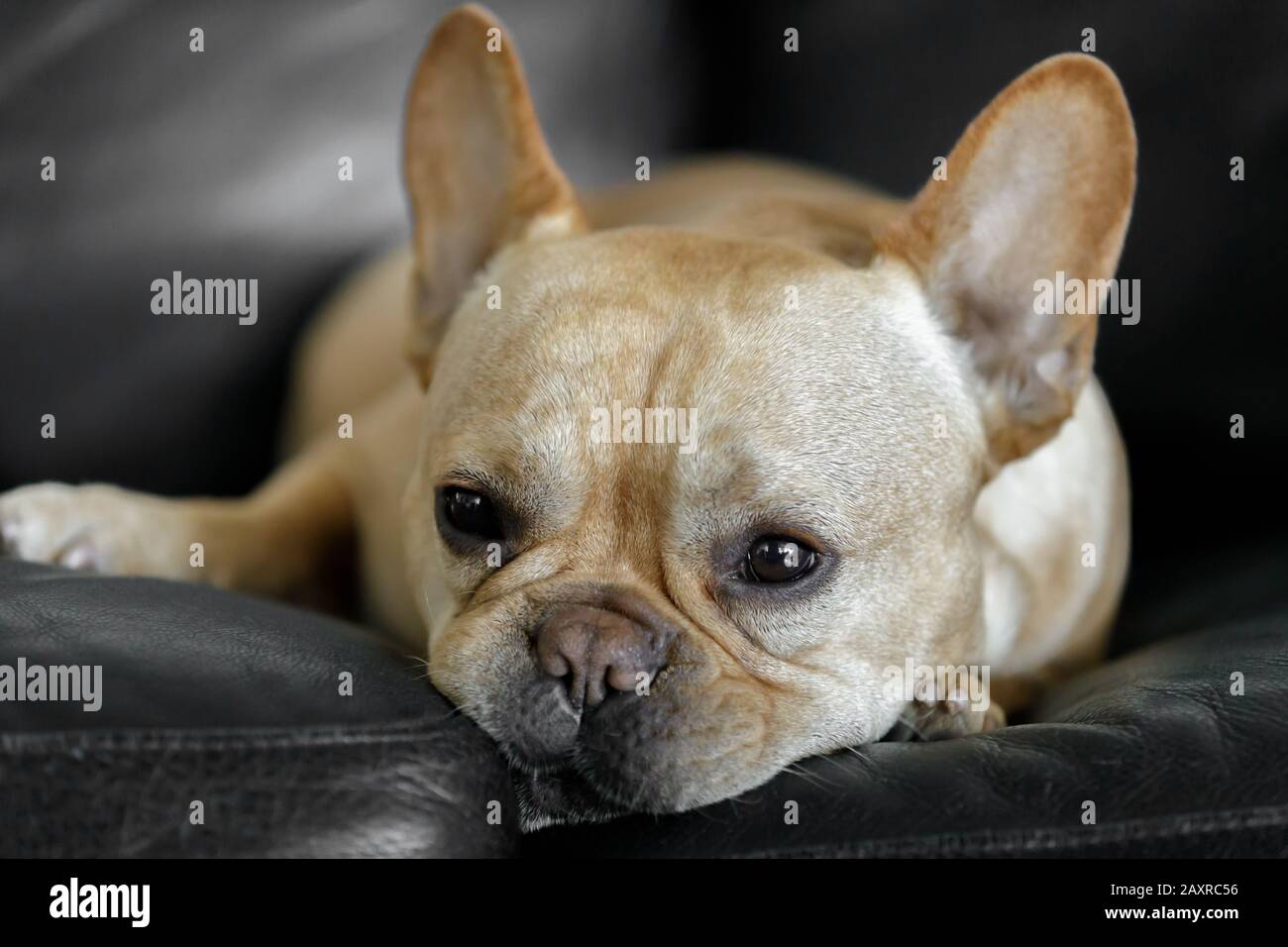Sleepy Frenchie Male Resting on Couch Stock Photo - Alamy