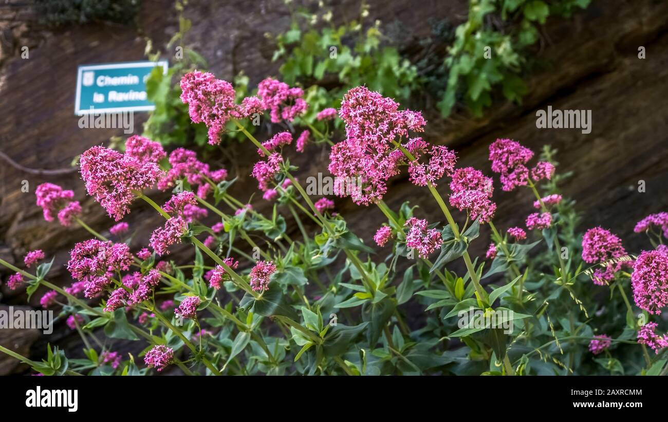 Spur flower hi-res stock photography and images - Alamy