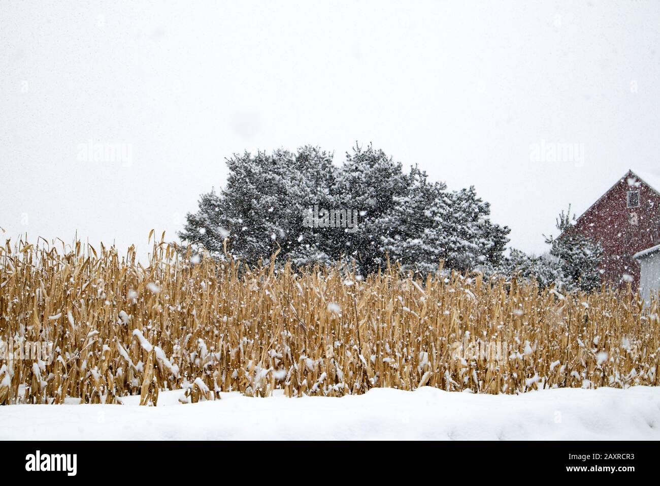 Snow covered cornfield next to a barn in a February snowstorm in Wausau ...