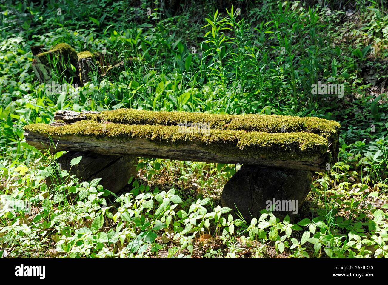 Moss-covered rustic wooden bench in the garden Stock Photo - Alamy