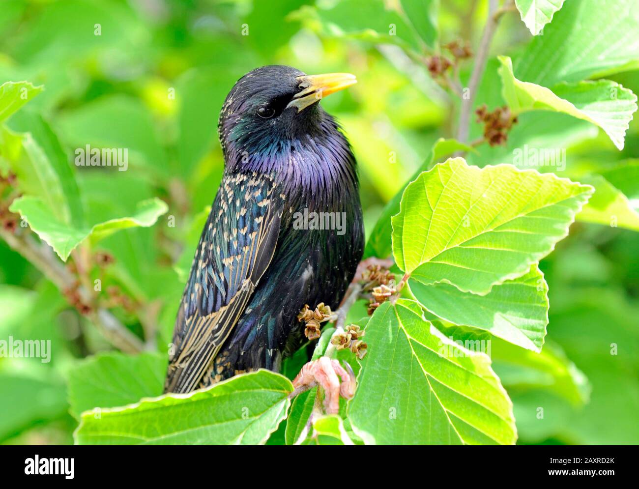 Star sits in a foliage grove in the garden Stock Photo - Alamy