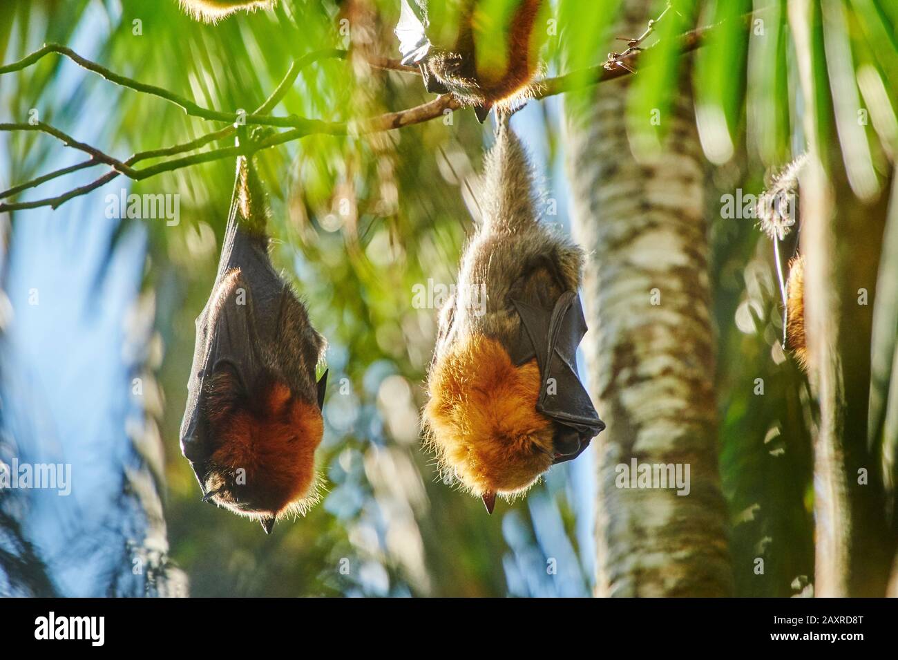 Gray-headed Flying Fox, Pteropus poliocephalus, hanging on branch ...