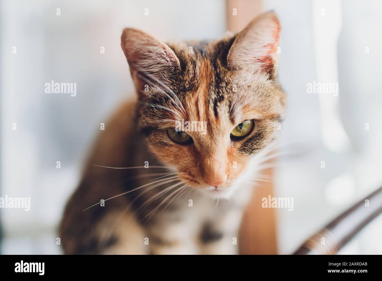 Kitten, resting cat on a flor in colorful blur background, cute funny ...