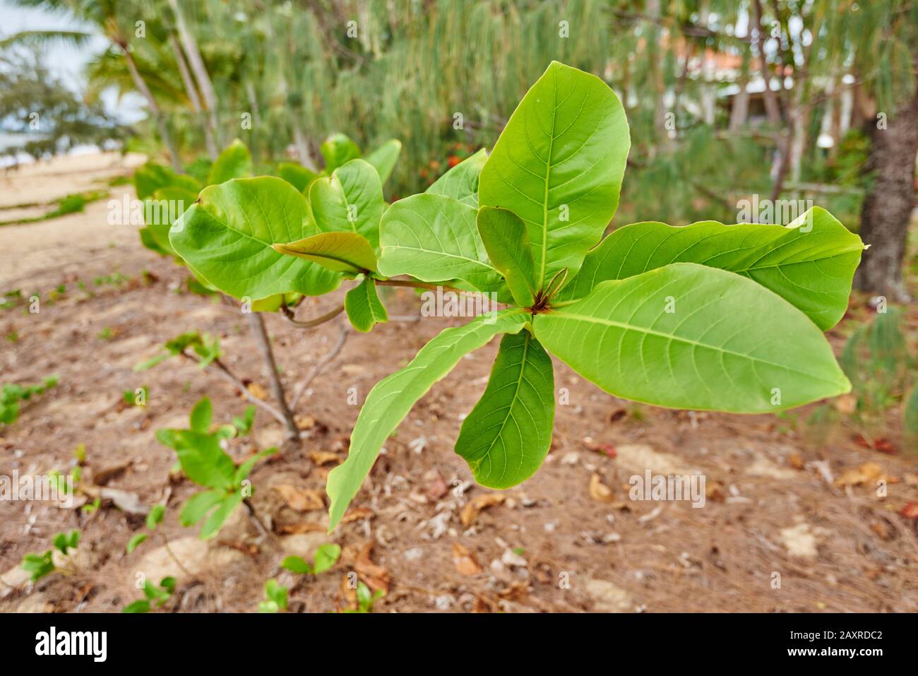 Avocado trees, Persea americana Mill., Also Persea gratissima, on the ...