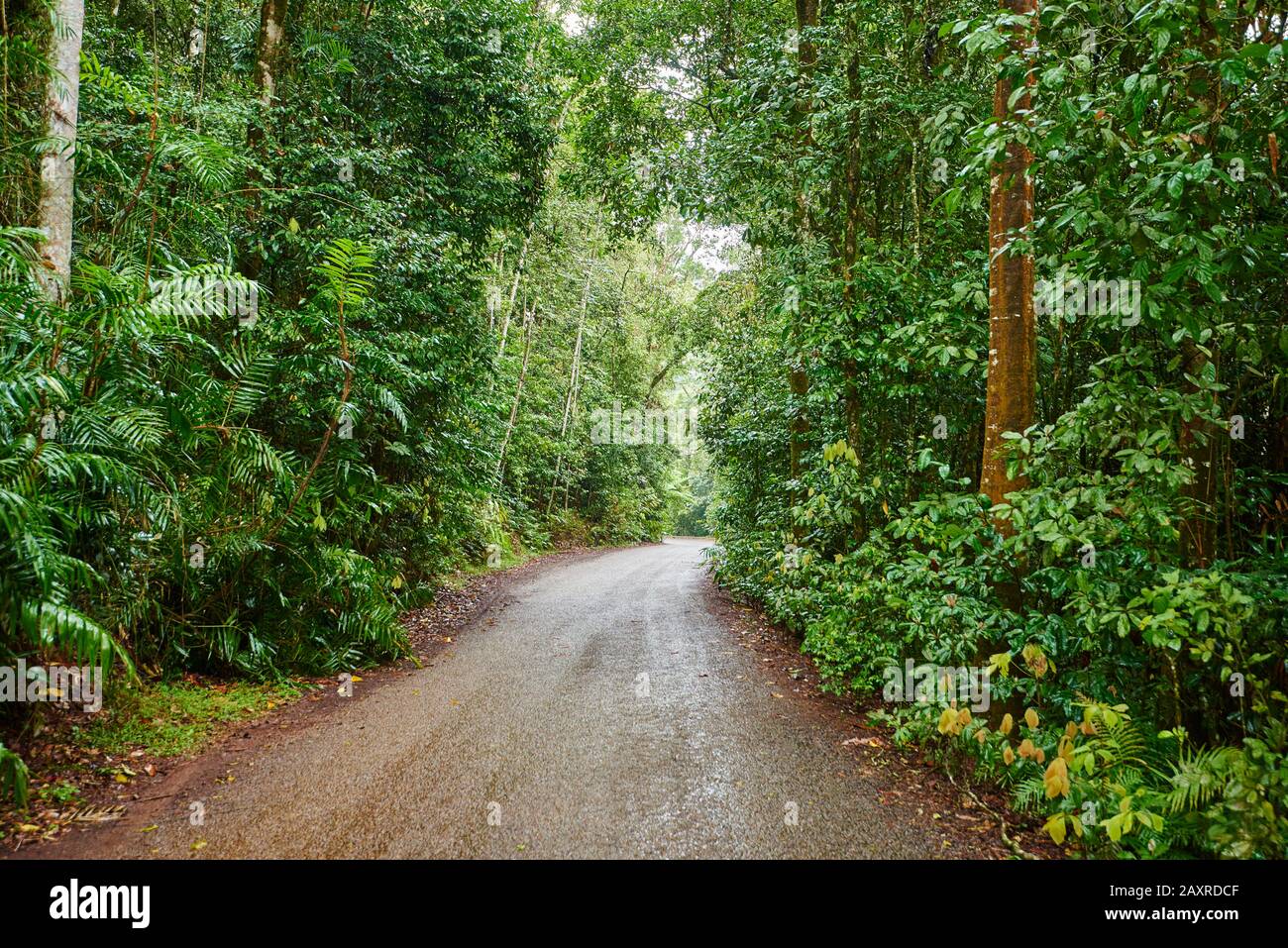 Forest Road to Milaa Milaa Falls, Nature Park, Spring, Queensland ...