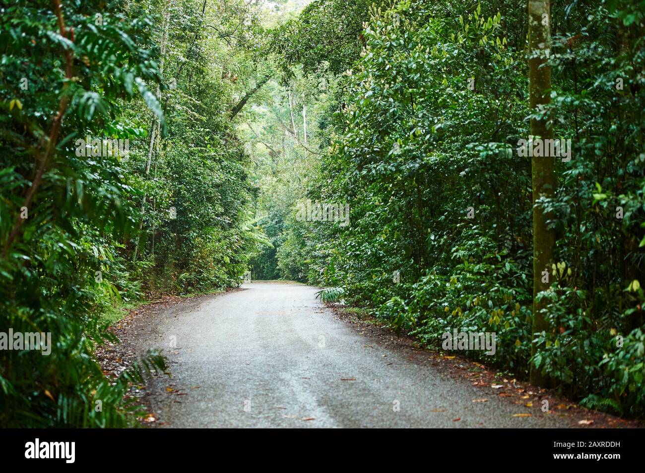 Landscape, Forest Road, Nature Park, Rainforest, Primeval Forest ...