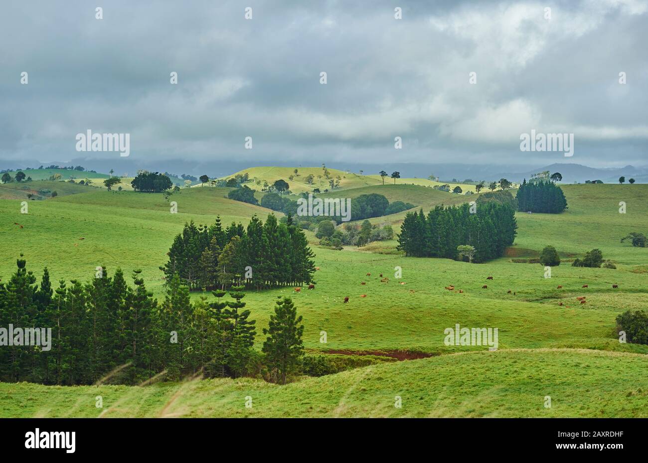 Landscape, Rainforest, Queensland, Australia, Oceania Stock Photo - Alamy