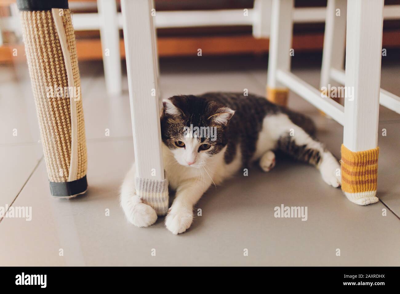 Kitten, resting cat on a flor in colorful blur background, cute funny ...
