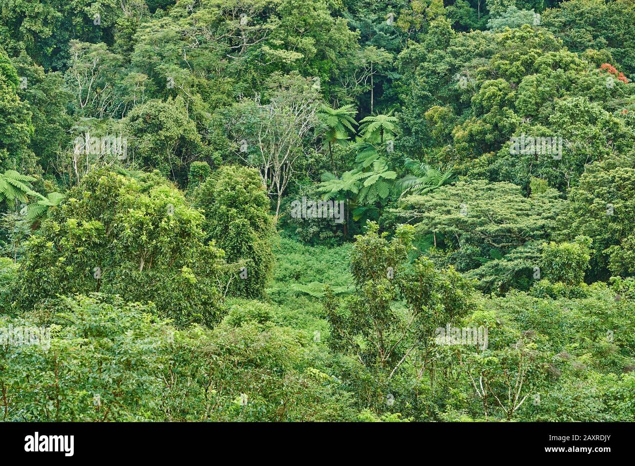 Landscape, Rainforest, Queensland, Australia, Oceania Stock Photo - Alamy